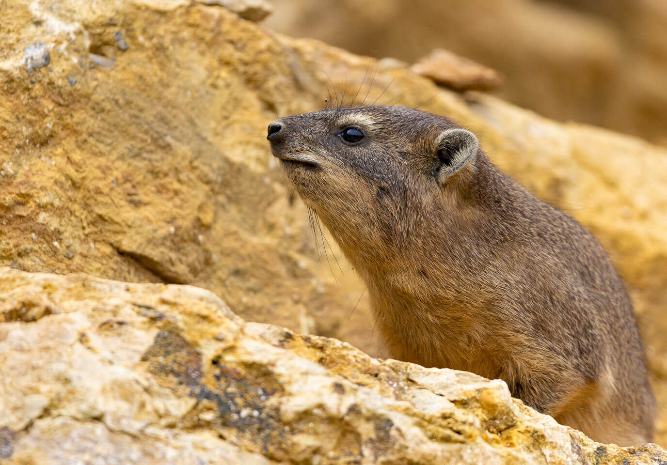Daman des rochers - Bioparc Zoo de Doué la Fontaine